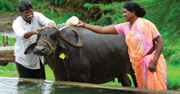 Dear dairy| Tata Trusts Horizons